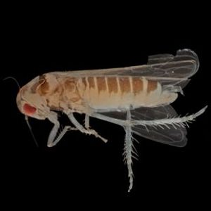 The Biodiversity of Singapore- Hemiptera sp. ZRC_BDP0112727