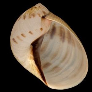 The Biodiversity of Singapore- Mammilla melanostoma