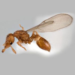 The Biodiversity of Singapore- Strumigenys emmae