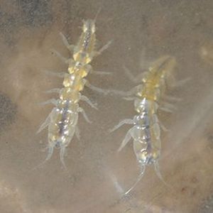 The Biodiversity of Singapore- Tanaid sp. 13