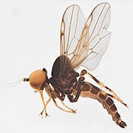 The Biodiversity of Singapore- Hybos sp. "Ma0029"