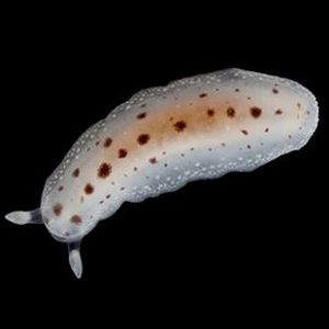 The Biodiversity of Singapore- Dendrodoris elongata