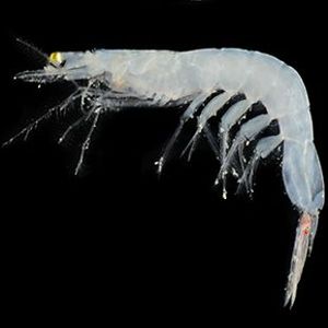 The Biodiversity of Singapore- Acetes aff. sp. SS-4822