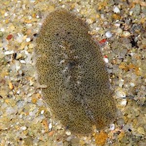 The Biodiversity of Singapore- Stylochidae sp. 7