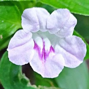 The Biodiversity of Singapore- Ruellia repens