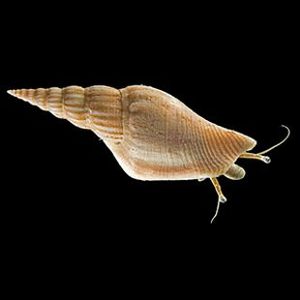 The Biodiversity of Singapore- Doxander operosus