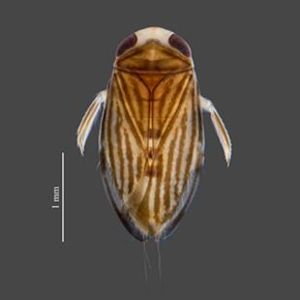 The Biodiversity of Singapore- Micronecta ludibunda