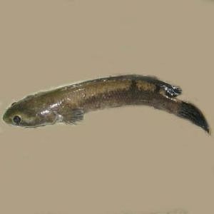 The Biodiversity of Singapore- Channa melasoma