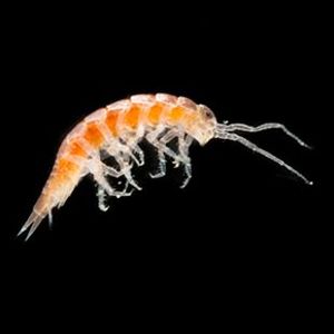 The Biodiversity of Singapore- Oniscidea sp.