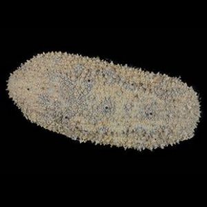The Biodiversity of Singapore- Onchidiidae sp. 3