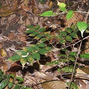 The Biodiversity of Singapore- Rourea minor