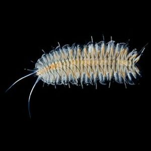 The Biodiversity of Singapore- Polynoidae sp. SEA-4420