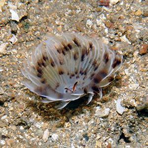 The Biodiversity of Singapore- Sabellidae sp.