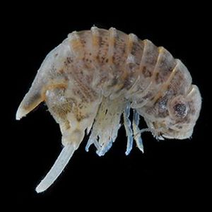 The Biodiversity of Singapore- Sphaeromatidae sp. 14