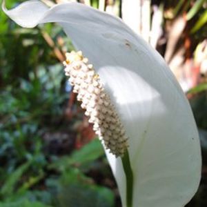 The Biodiversity of Singapore- Spathiphyllum wallisii