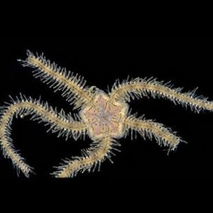 The Biodiversity of Singapore- Ophiothrix (Ophiothrix) sp. 23