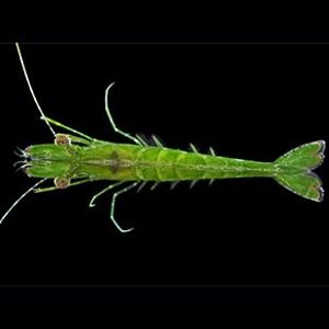 The Biodiversity of Singapore- Dendrobranchiata sp. JS-2387