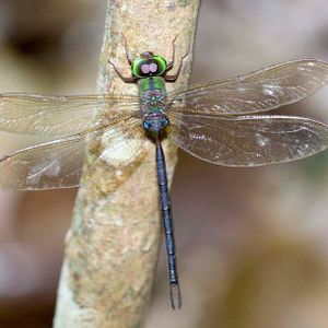 The Biodiversity of Singapore- Gynacantha dohrni