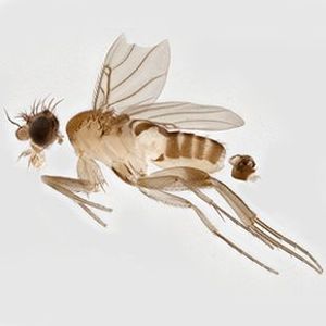 The Biodiversity of Singapore- Phoridae sp. ZRC_BDP0069801