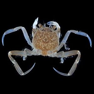 The Biodiversity of Singapore- Dorippidae sp. JS-0711