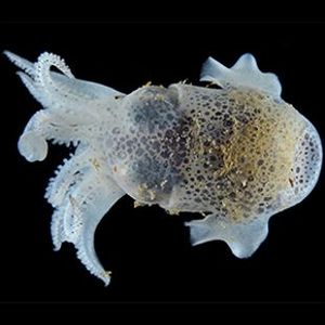 The Biodiversity of Singapore- Sepiida sp.