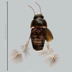 The Biodiversity of Singapore- Ptiliidae sp. ZRCBDP0060030