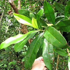 The Biodiversity of Singapore- Ixonanthes icosandra