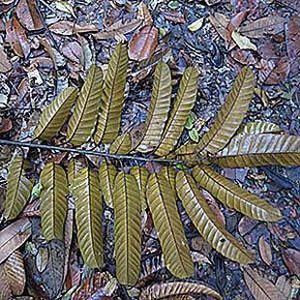 The Biodiversity of Singapore- Artocarpus anisophyllus