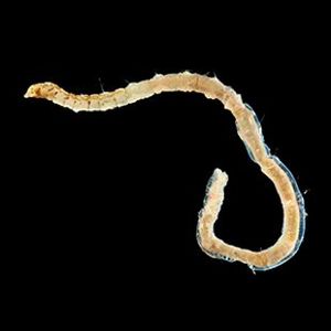 The Biodiversity of Singapore- Maldaninae sp. SEA-1129