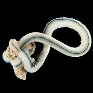 The Biodiversity of Singapore- Prosadenoporus mortoni