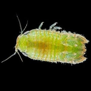 The Biodiversity of Singapore- Sphaeromatidae sp. 28