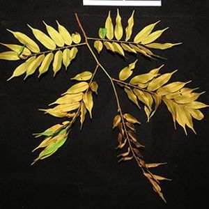 The Biodiversity of Singapore- Dialium platysepalum