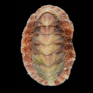 The Biodiversity of Singapore- Polyplacophora sp. 15