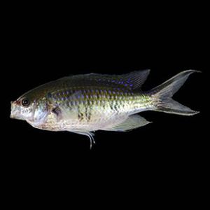 The Biodiversity of Singapore- Neopomacentrus sp. 2