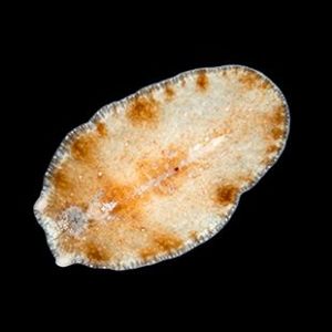 The Biodiversity of Singapore- Cycloporus sp. 1