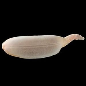 The Biodiversity of Singapore- Paracaudina chilensis