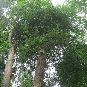 The Biodiversity of Singapore- Ficus microsyce