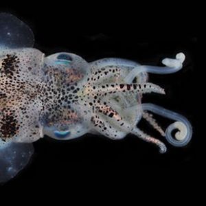 The Biodiversity of Singapore- Sepiolidae sp. 2