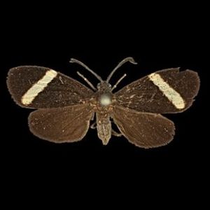 The Biodiversity of Singapore- Pidorus corculum
