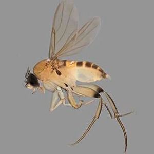 The Biodiversity of Singapore- Phoridae sp. ZRC_BDP0031987