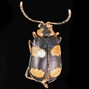 The Biodiversity of Singapore- Aplosonyx quadripustulatus