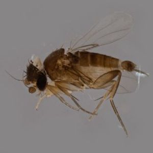 The Biodiversity of Singapore- Phoridae sp. ZRC_BDP0251422