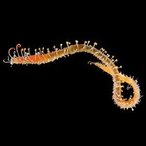 The Biodiversity of Singapore- Syllidae sp. INT-0733