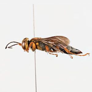 The Biodiversity of Singapore- Liris aurulentus