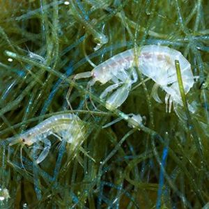 The Biodiversity of Singapore- Amphipoda sp. 54