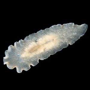 The Biodiversity of Singapore- Acotylea sp. 6