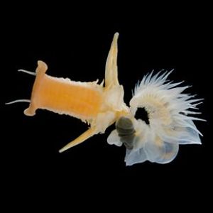 The Biodiversity of Singapore- Chaetopterus sp. SEA-4418