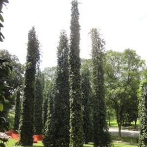 The Biodiversity of Singapore- Garcinia cymosa