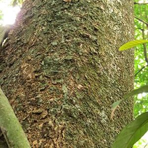 The Biodiversity of Singapore- Parinari oblongifolia
