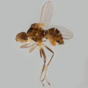 The Biodiversity of Singapore- Dicranosepsis sp. ZRC_BDP0309223